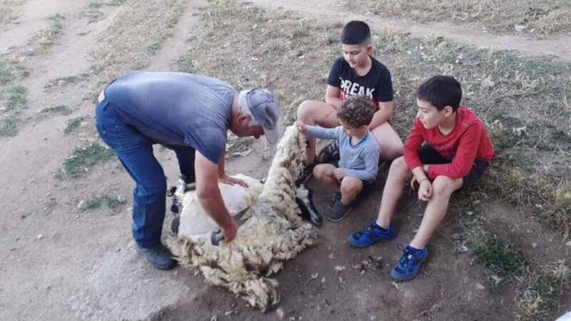 Burgos: sheep shearing experience