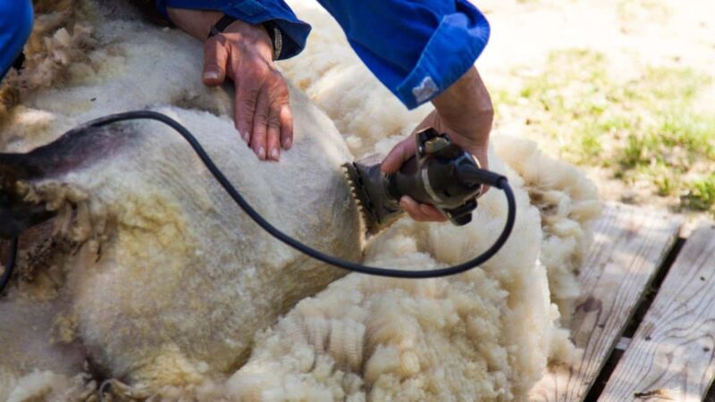 Burgos: sheep shearing experience