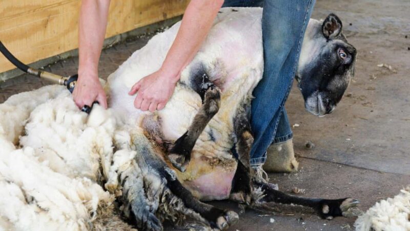 Burgos: sheep shearing experience